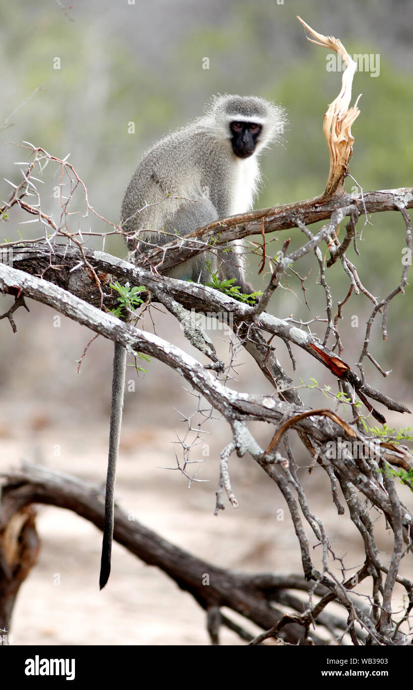 A Velvet Monkey is seen in South Africa Stock Photo - Alamy