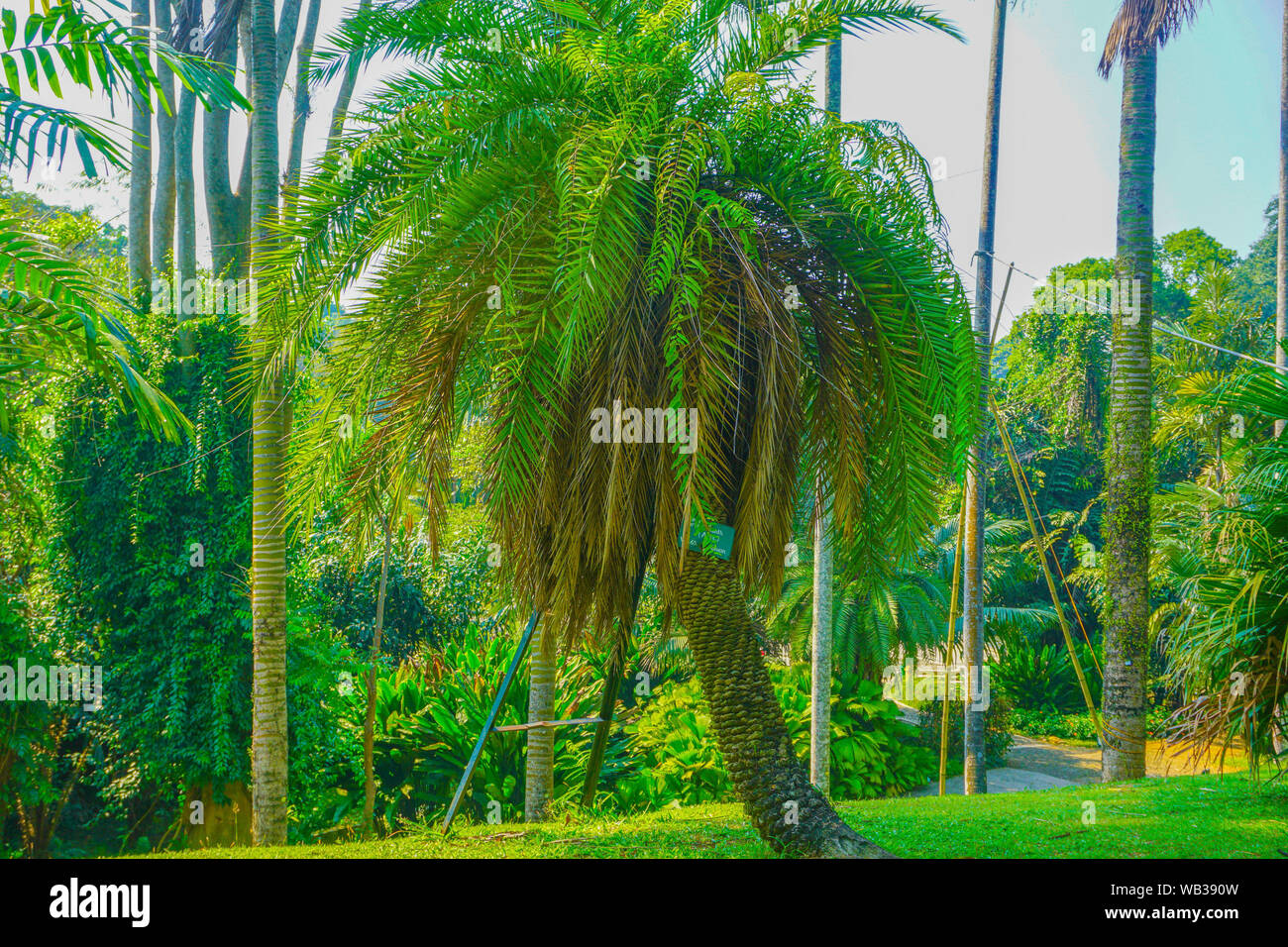 Green beautiful palm tree with forest as background in tropical country ...