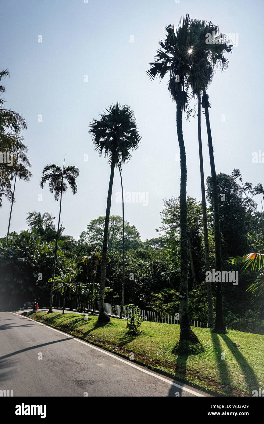 Sugar Palm Tree Indonesia