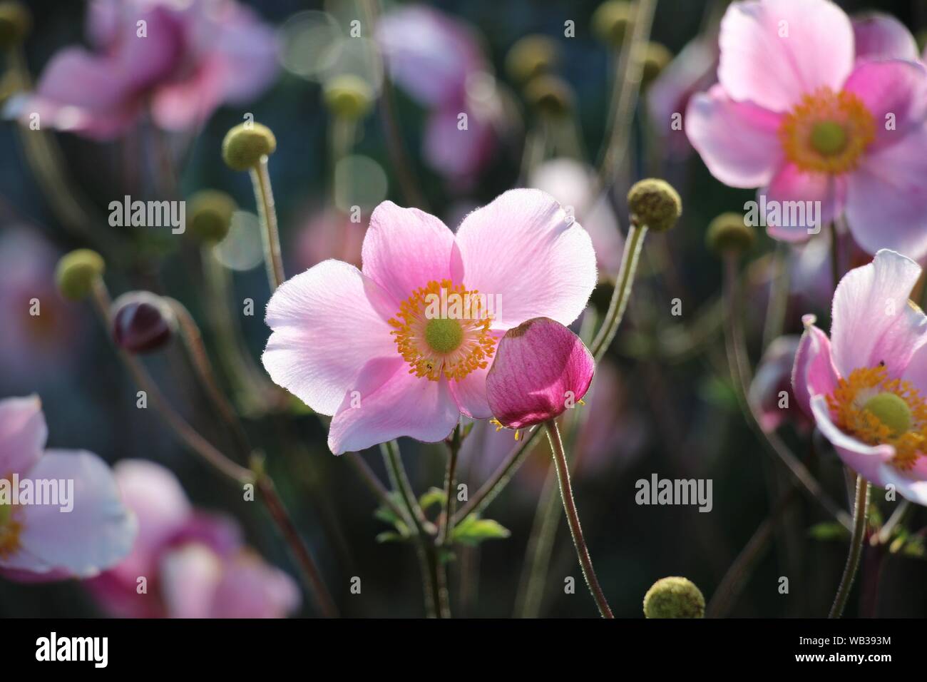 Harvest Anemones in danish garden Stock Photo - Alamy