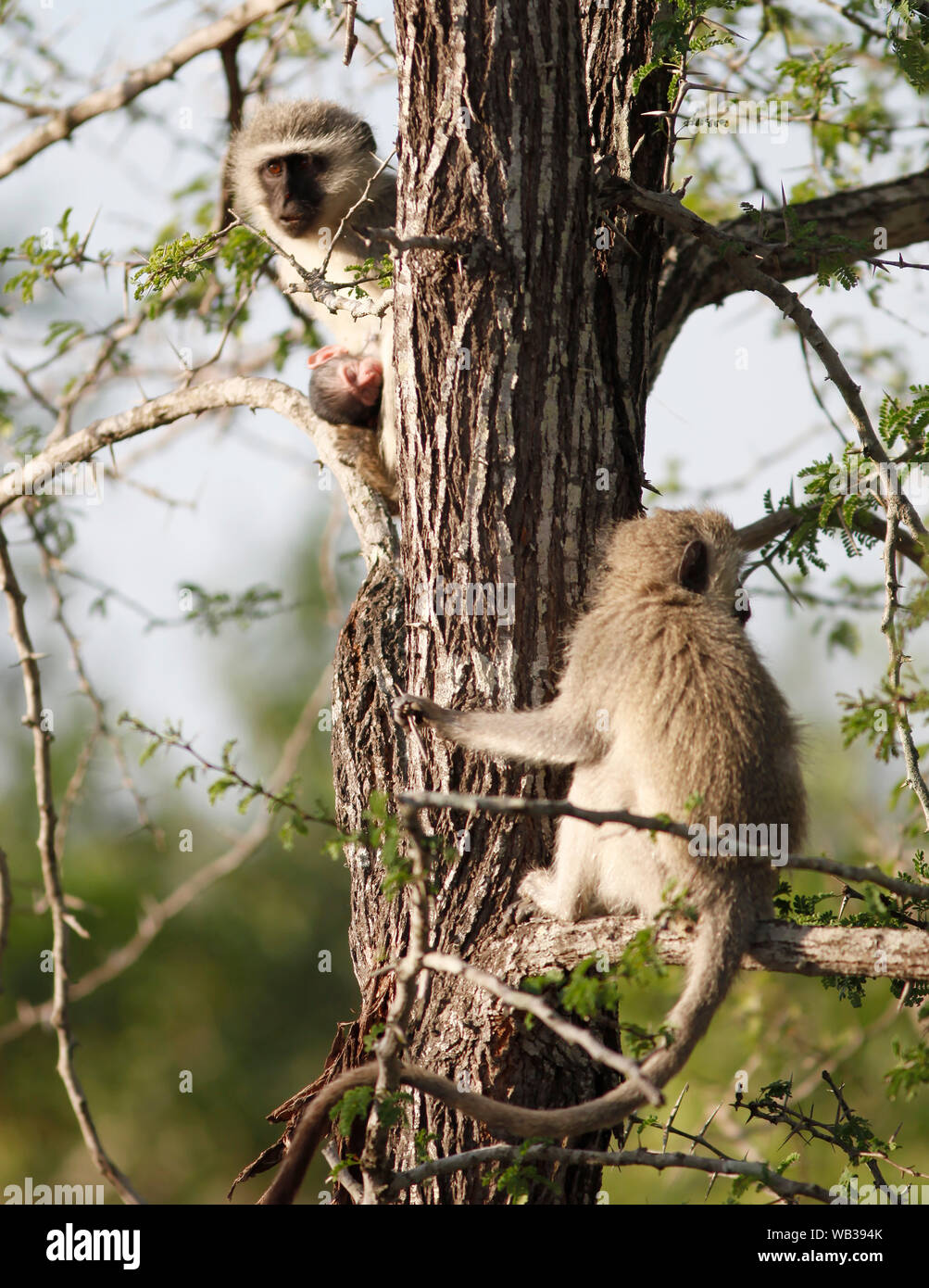 A Velvet Monkey is seen in South Africa Stock Photo - Alamy