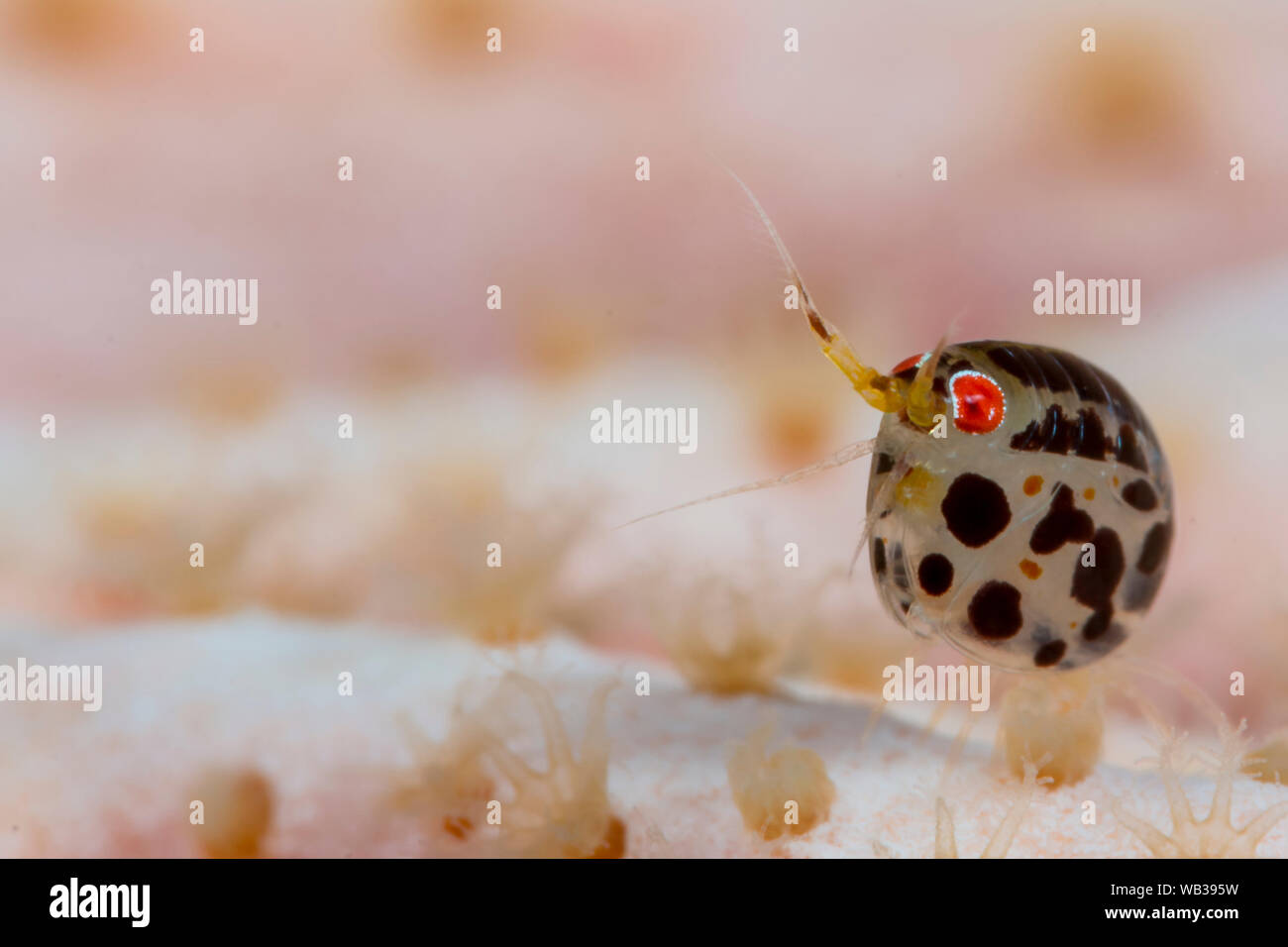 Ladybug amphipod hi-res stock photography and images - Alamy