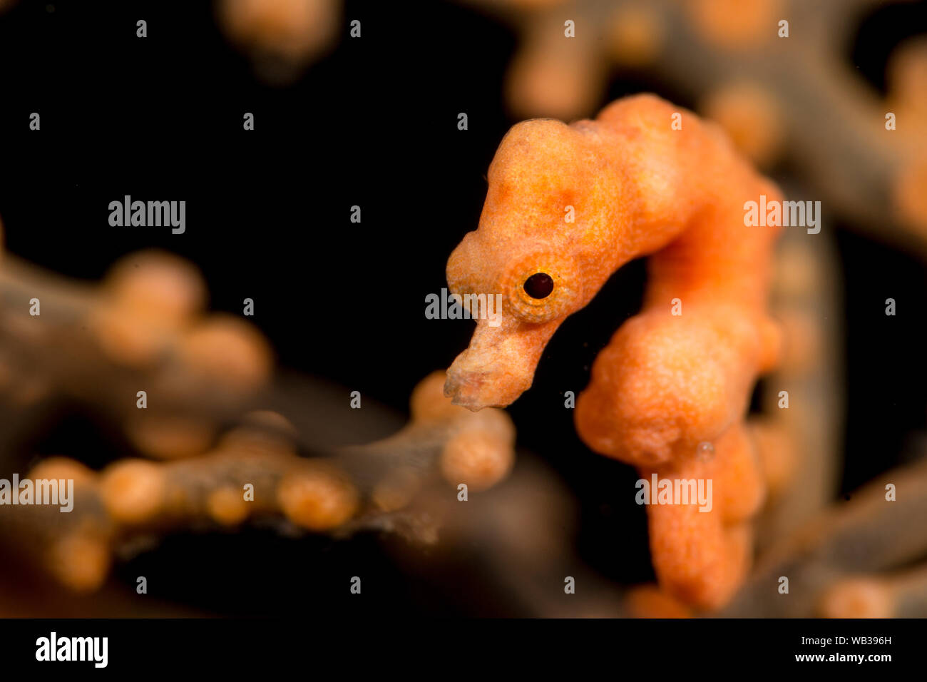 Tiny Pygmy Seahorse Face, Super Macro Close Up, Bali Indonesia Stock ...