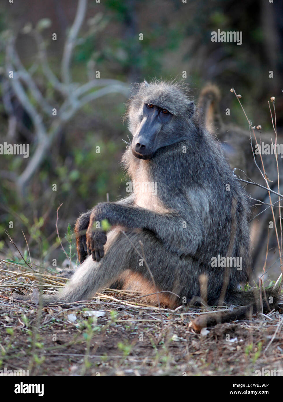 Chacma monkey hi-res stock photography and images - Alamy