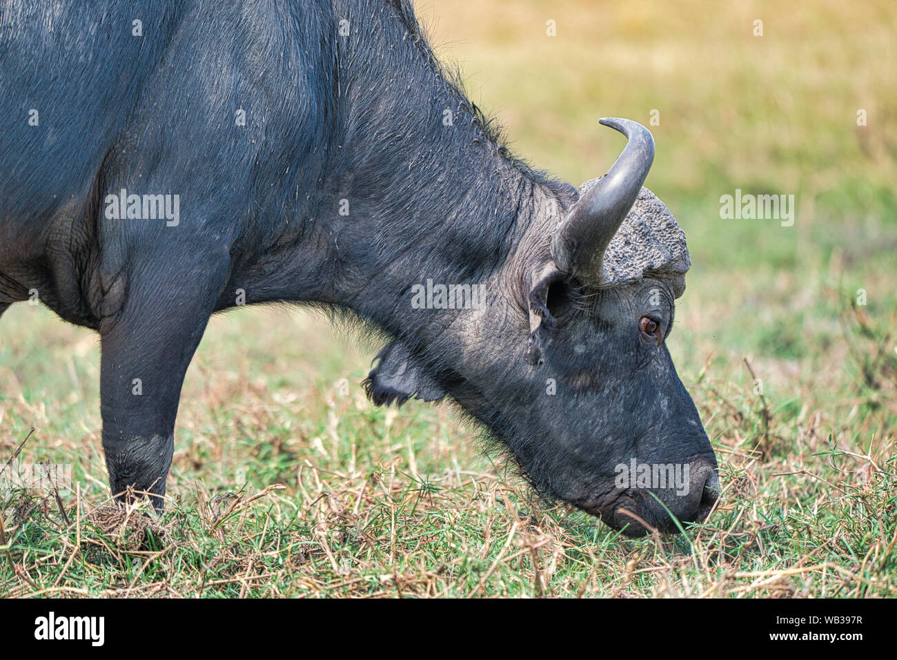 African buffalo, Chobe safari, Botswana, Africa Stock Photo - Alamy
