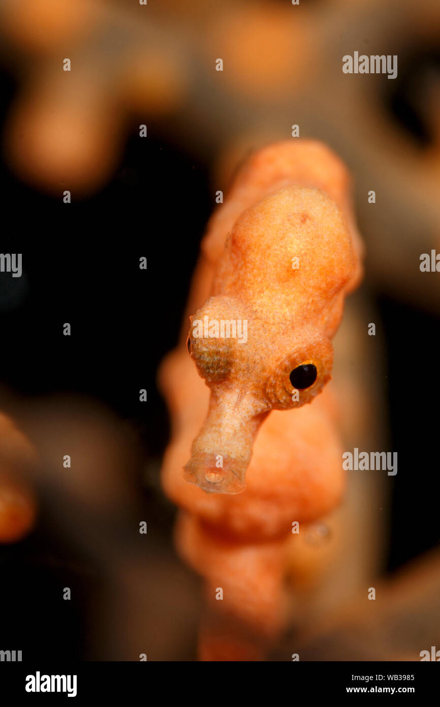 Seahorse face hi-res stock photography and images - Alamy