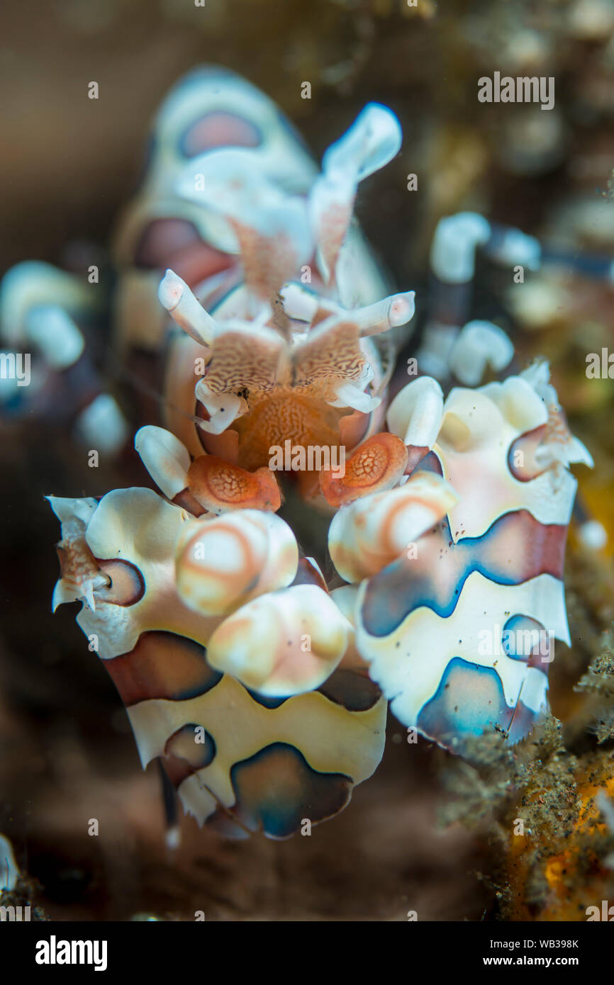 Harlequin Shrimp Face Close Up, Bali Indonesia Stock Photo - Alamy