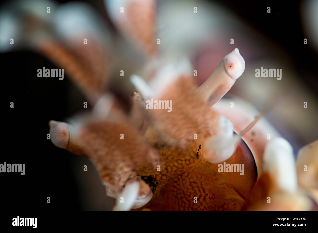 Indonesia face hi-res stock photography and images - Alamy