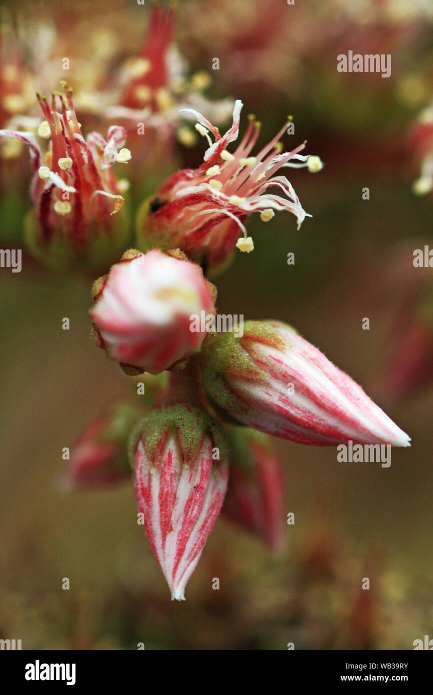 Dickblattgewaechs aeonium percarneum Stock Photo - Alamy