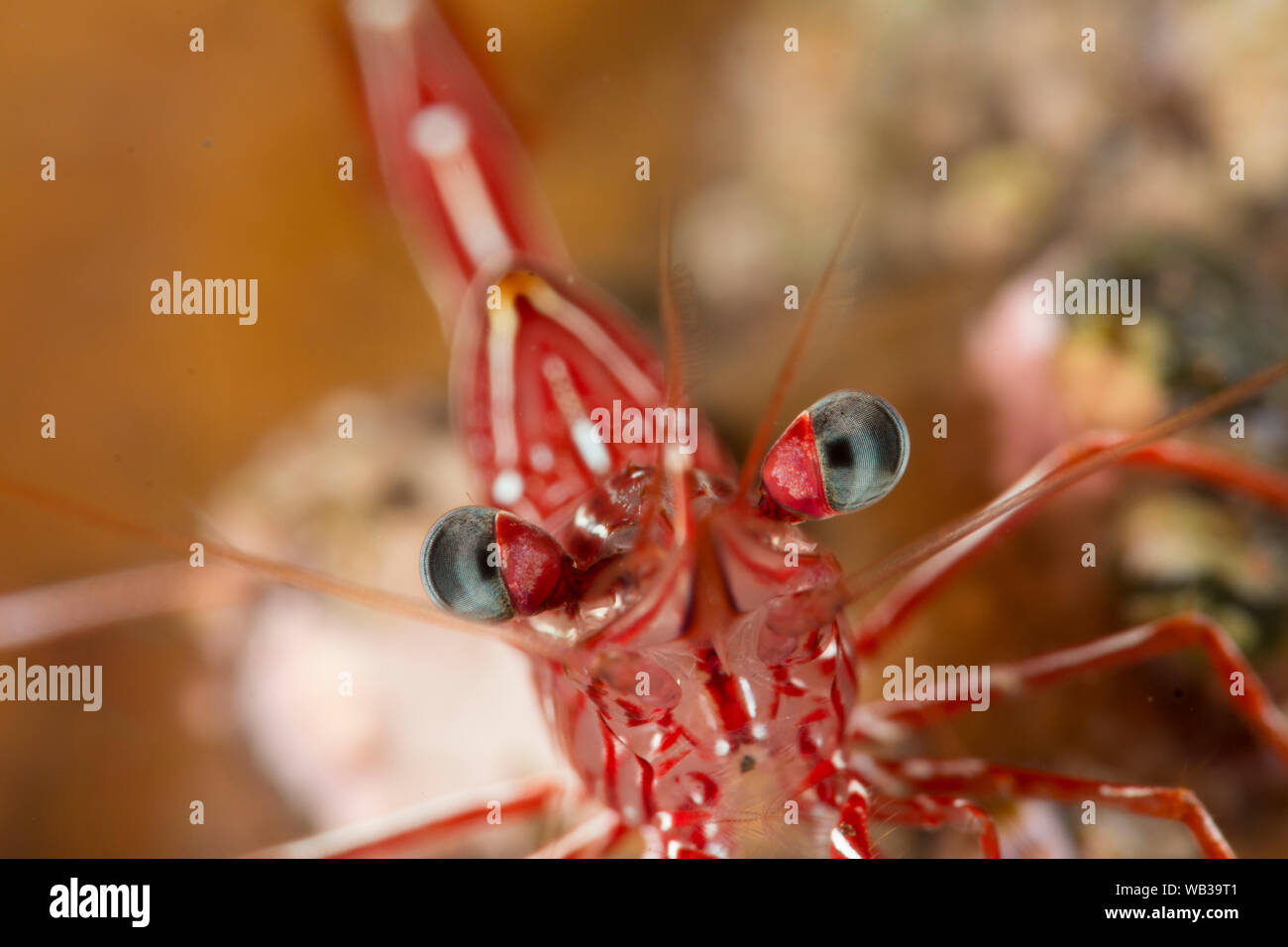 Shrimp indonesia not aquaculture hi-res stock photography and images ...
