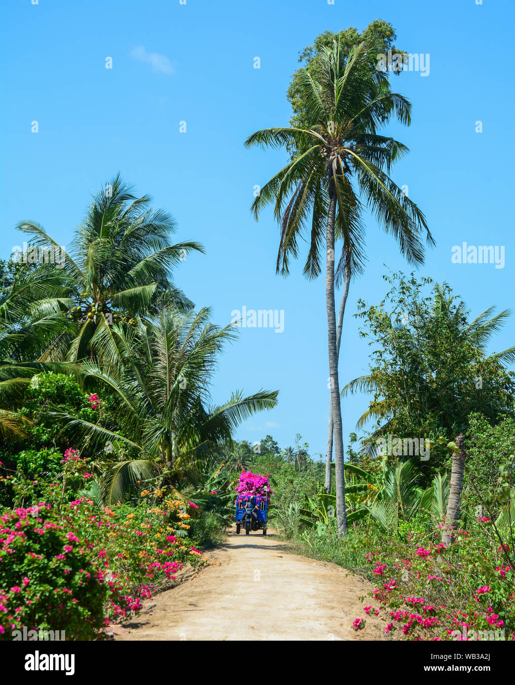 Grandiflora rose new year hi-res stock photography and images - Alamy