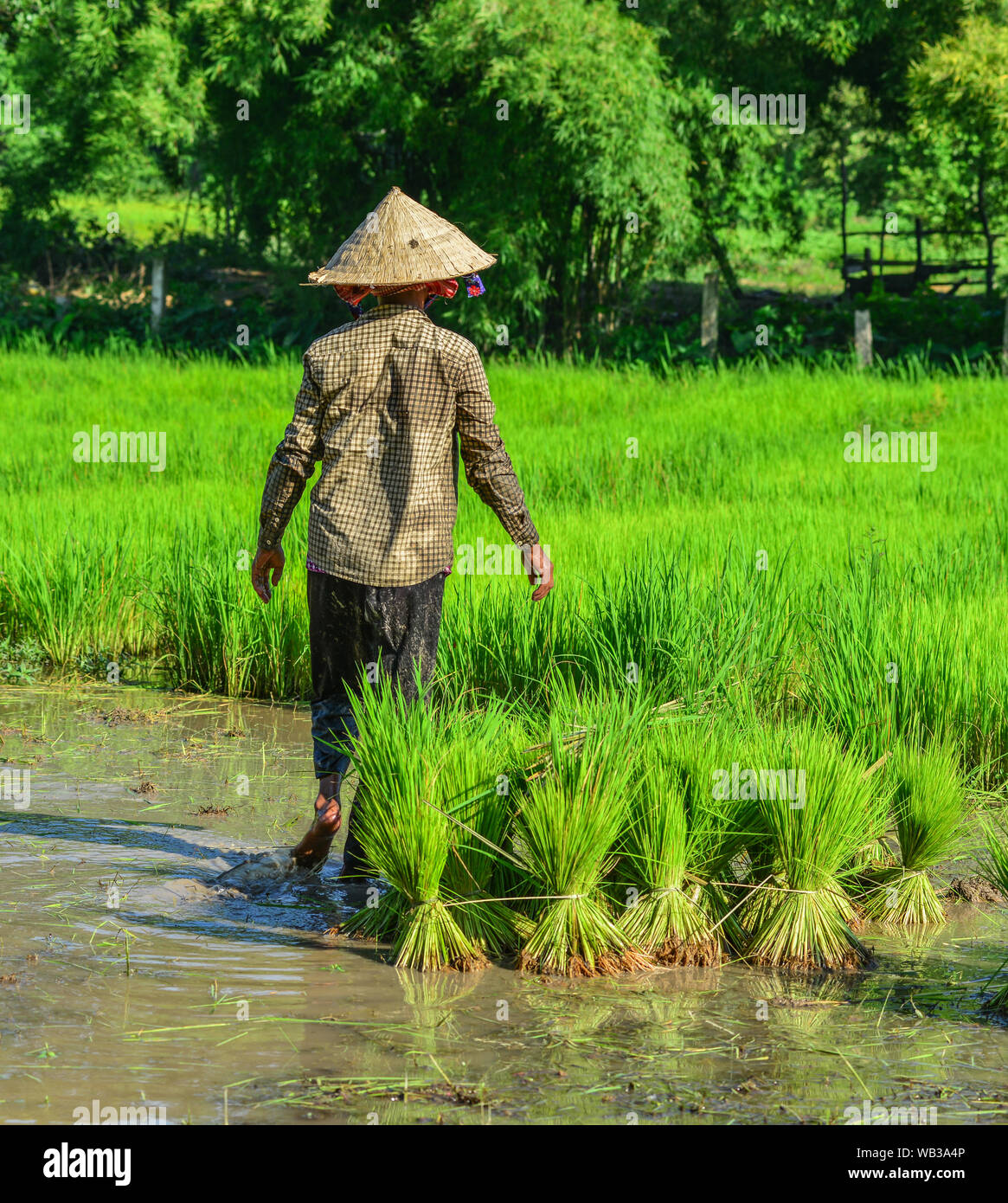 A woman working on paddy rice field in Can Tho, Vietnam. Rice ...