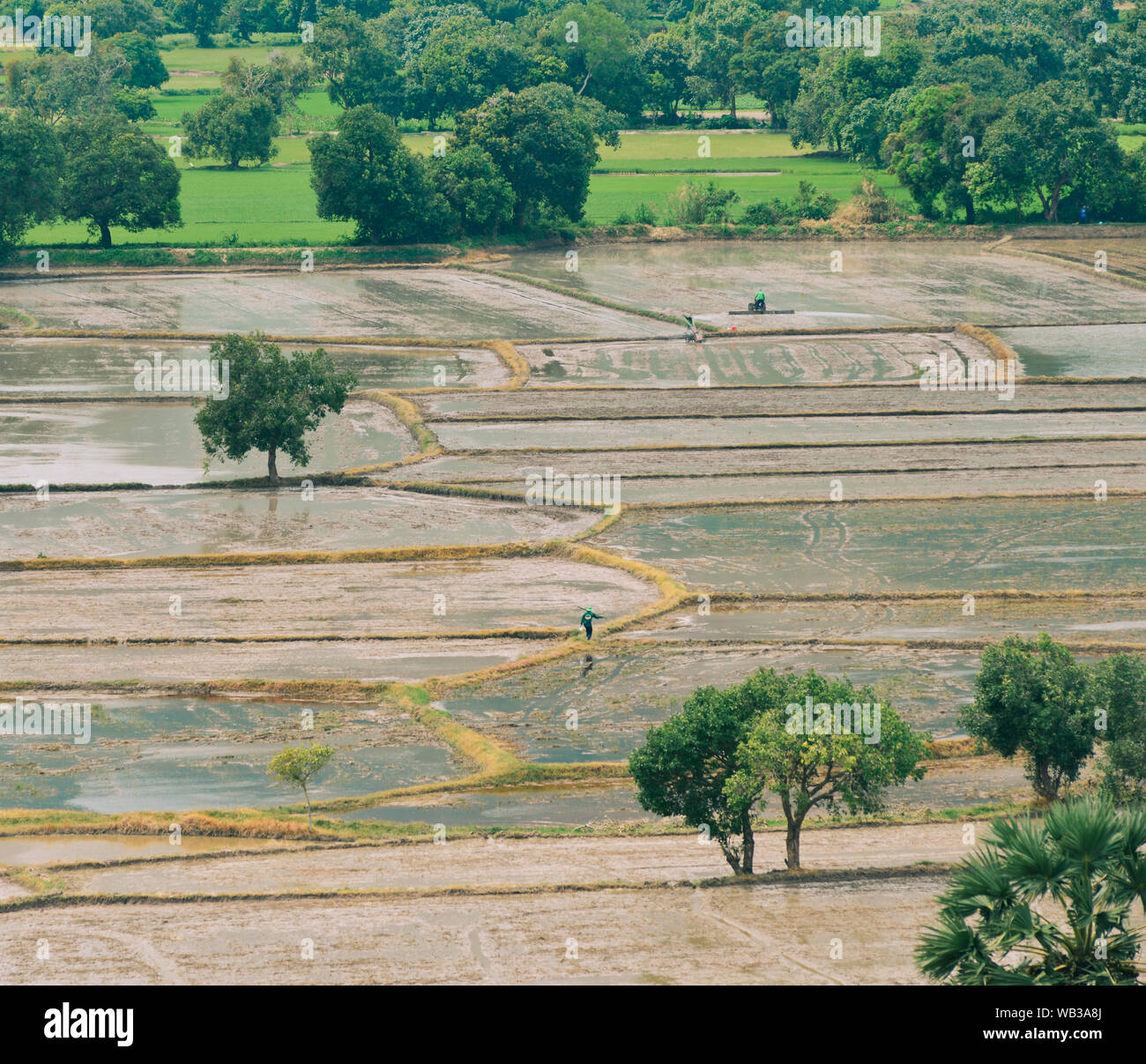 Rice field at the flood season in An Giang, Mekong Delta, Vietnam Stock ...
