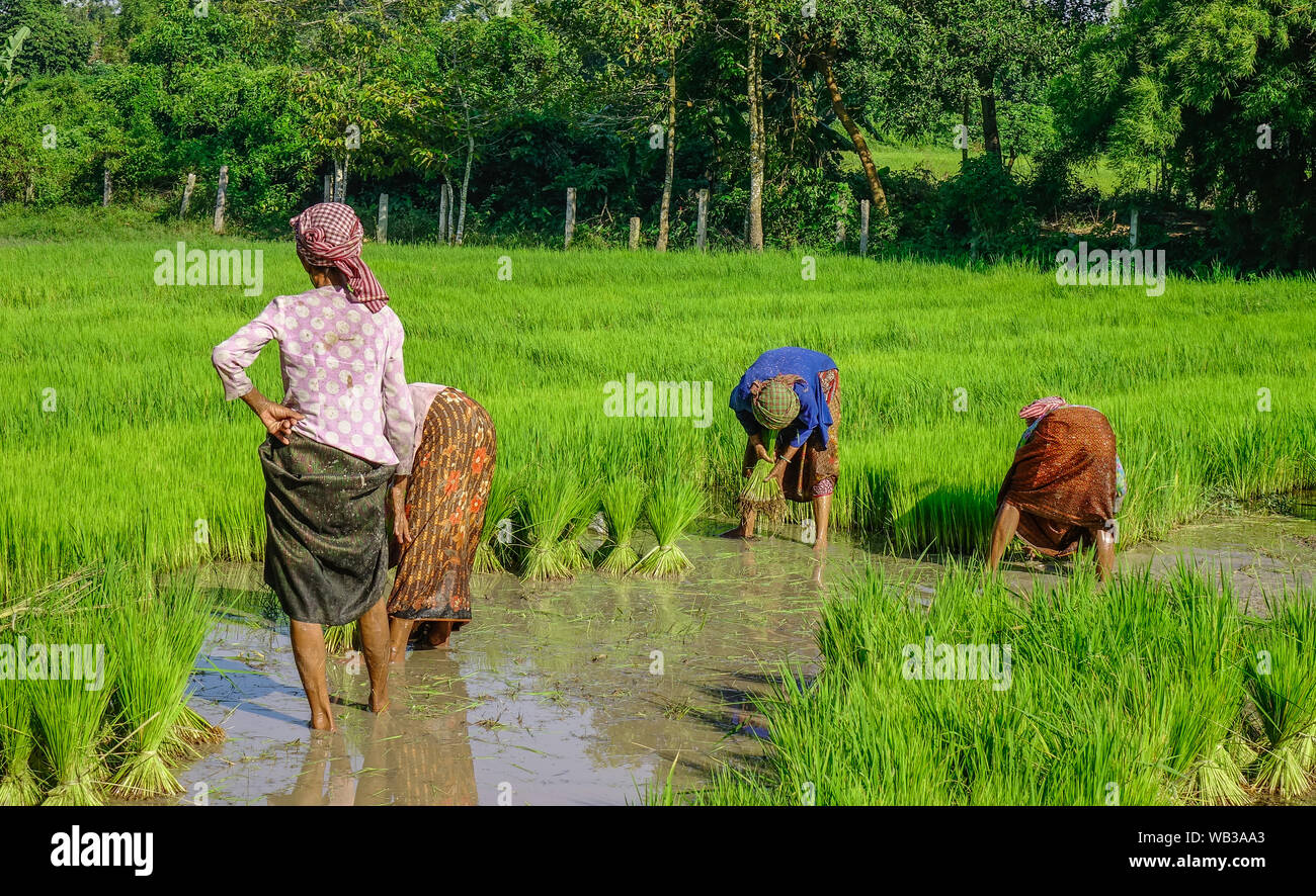 Farmers working on paddy rice field in Can Tho, Vietnam. Rice ...