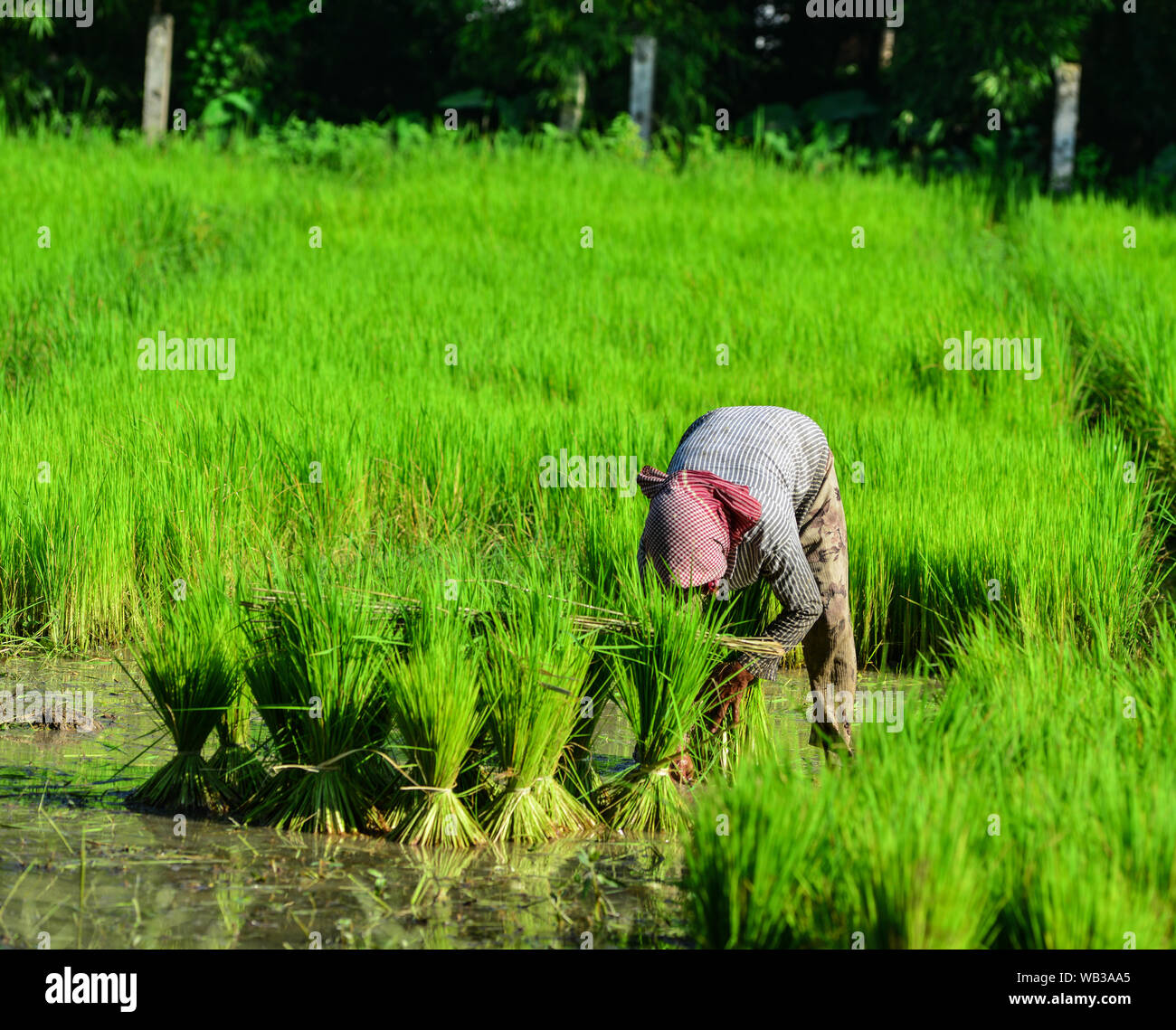A woman working on paddy rice field in Can Tho, Vietnam. Rice ...