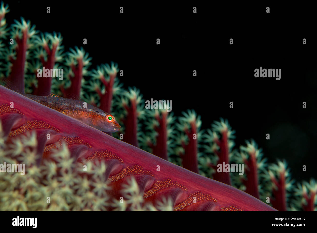Tiny Whip Coral Fish Perches on Sea Pen Underwater in Bali Stock Photo ...