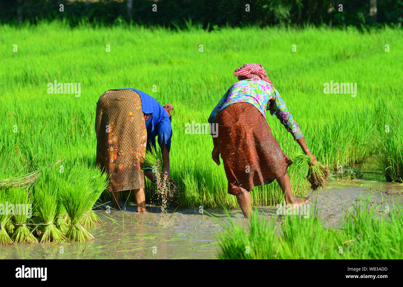 Farmers working on paddy rice field in Can Tho, Vietnam. Rice ...