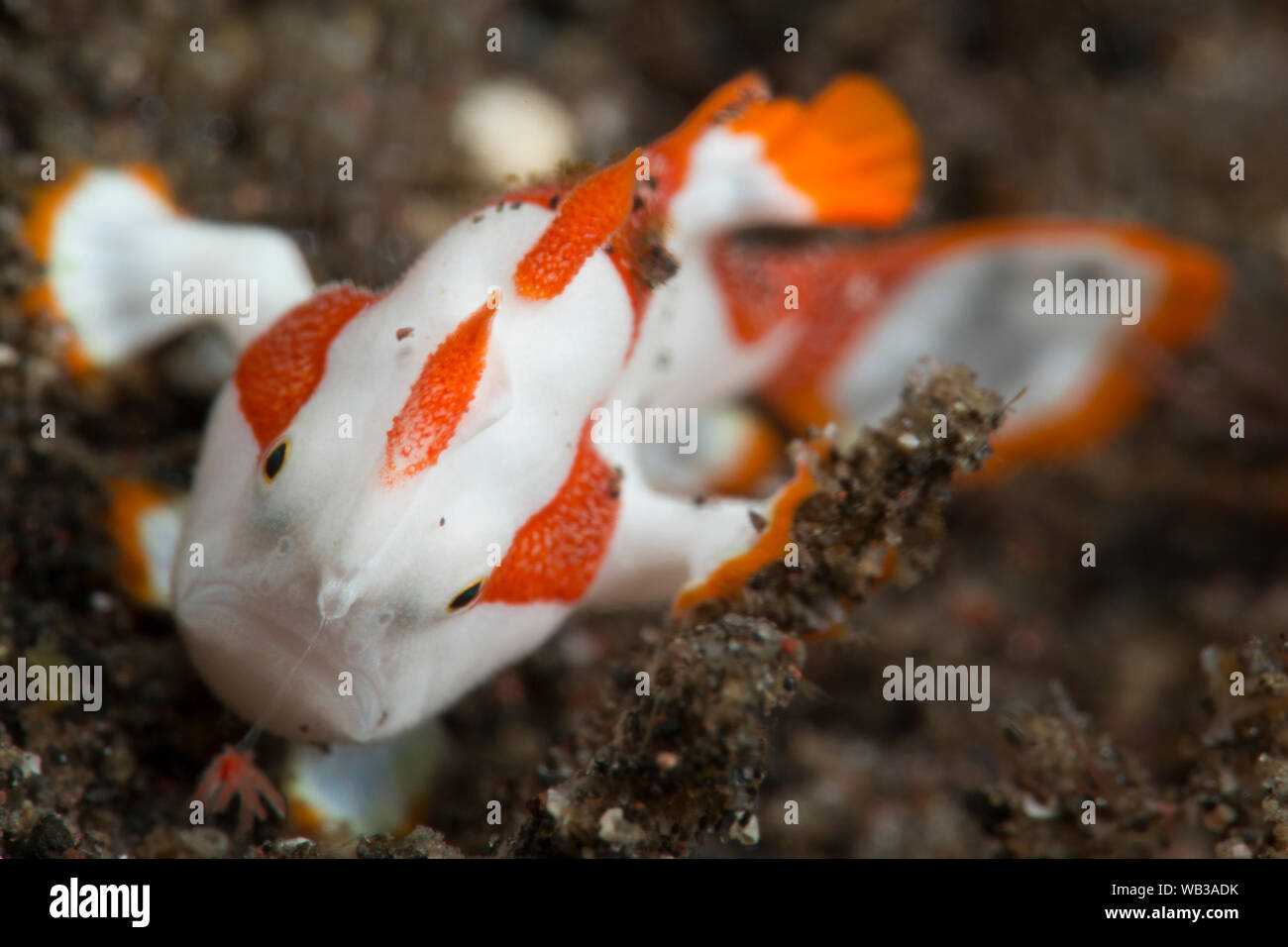 Tiny Frogfish Macro Portrait Stock Photo - Alamy
