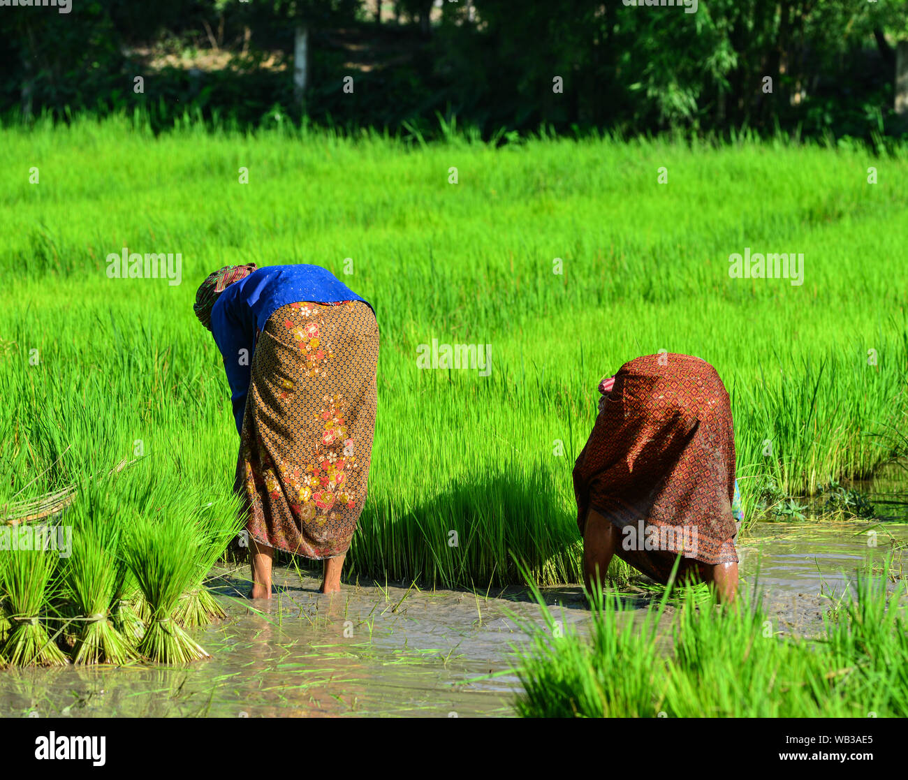 Farmers working on paddy rice field in Can Tho, Vietnam. Rice ...