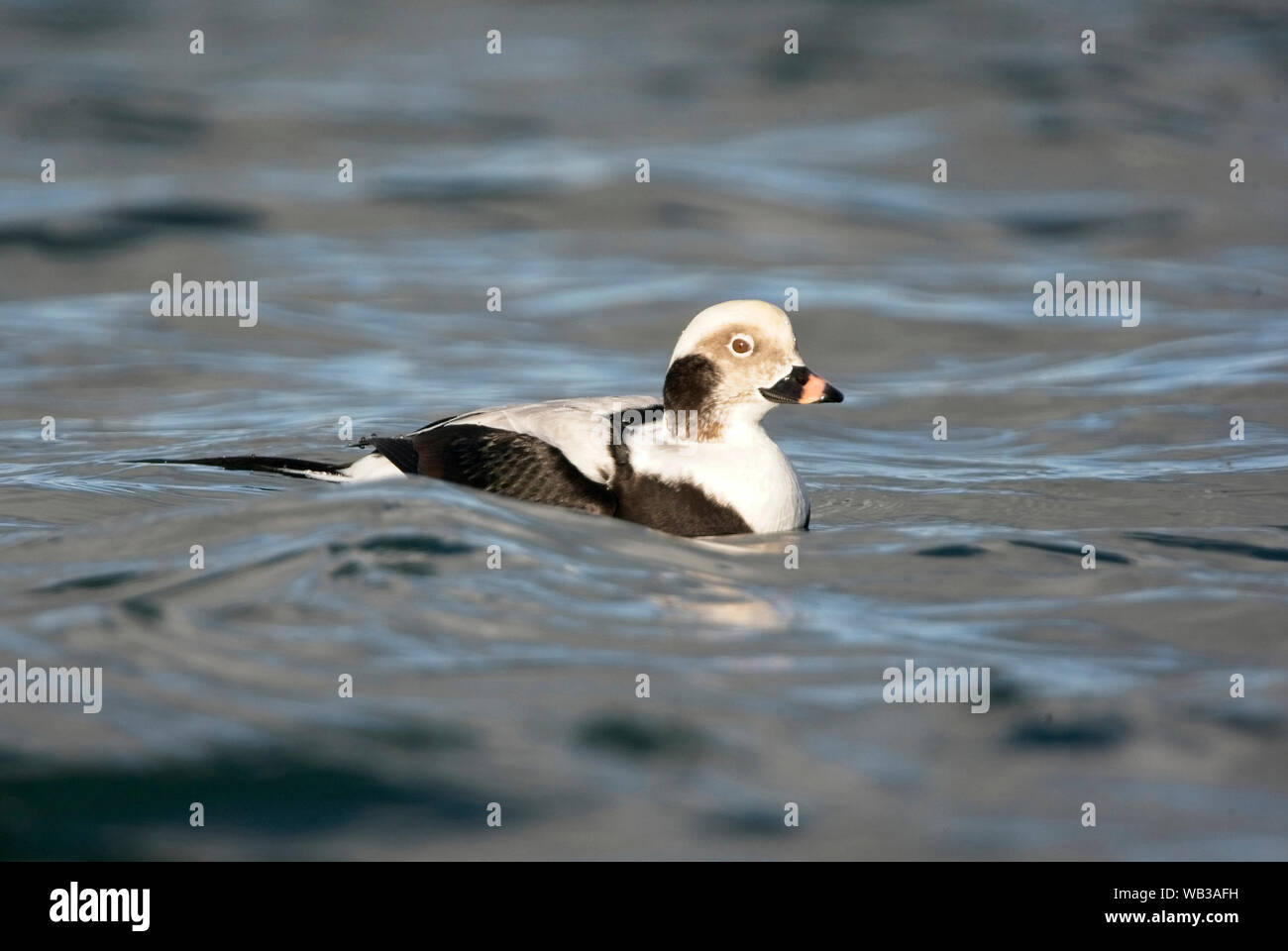 Long tailed duck uk hi-res stock photography and images - Alamy