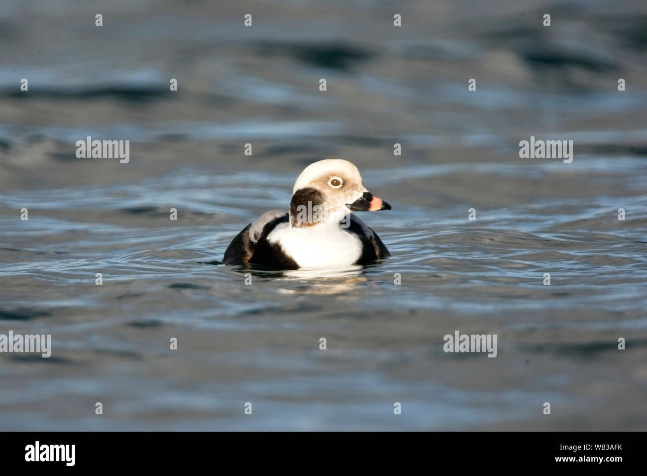 Long tailed duck uk hi-res stock photography and images - Alamy