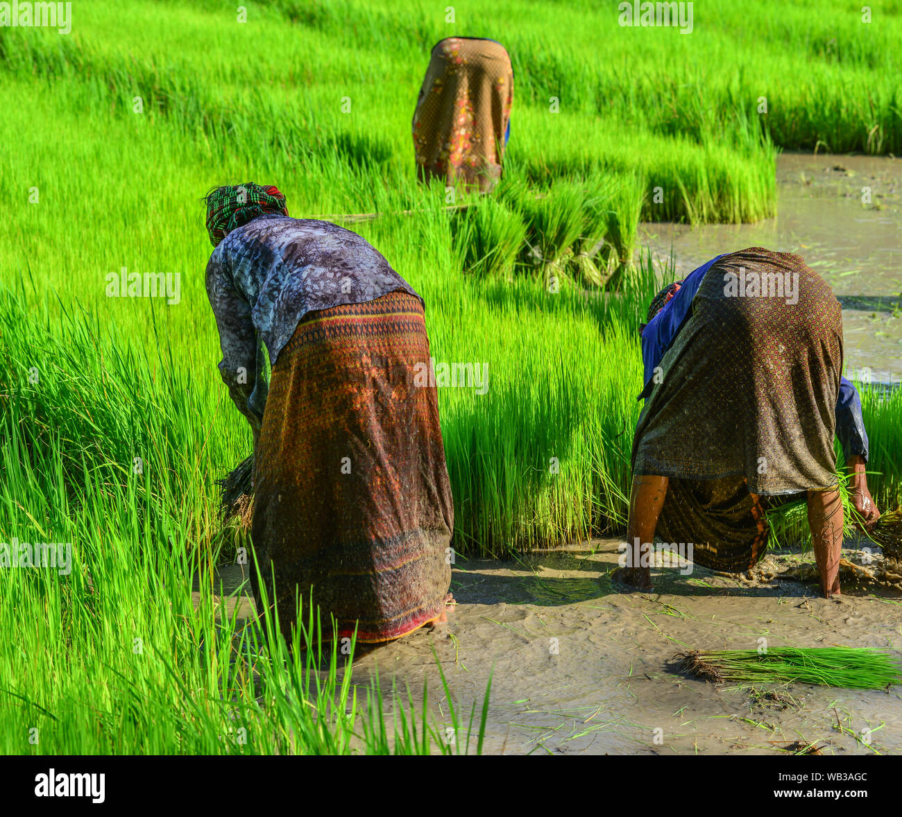 Farmers working on paddy rice field in Can Tho, Vietnam. Rice ...