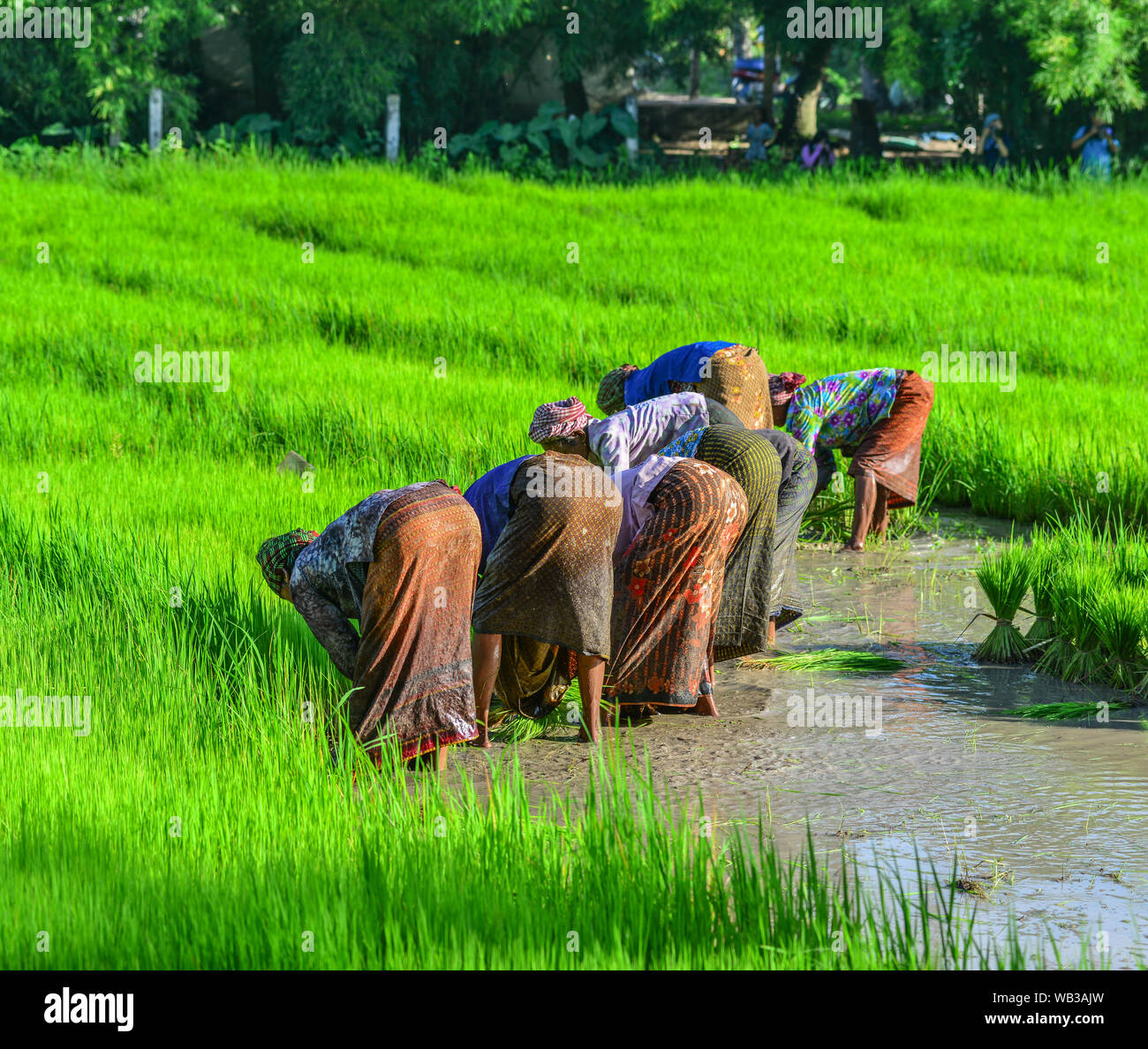 Farmers working on paddy rice field in Can Tho, Vietnam. Rice ...