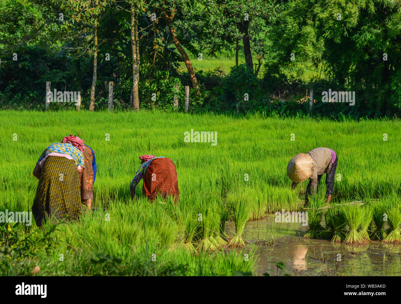 Farmers working on paddy rice field in Can Tho, Vietnam. Rice ...