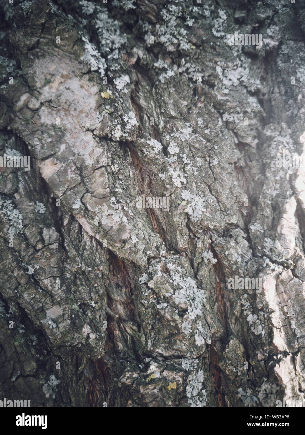 The texture and bark of a german oak Stock Photo - Alamy