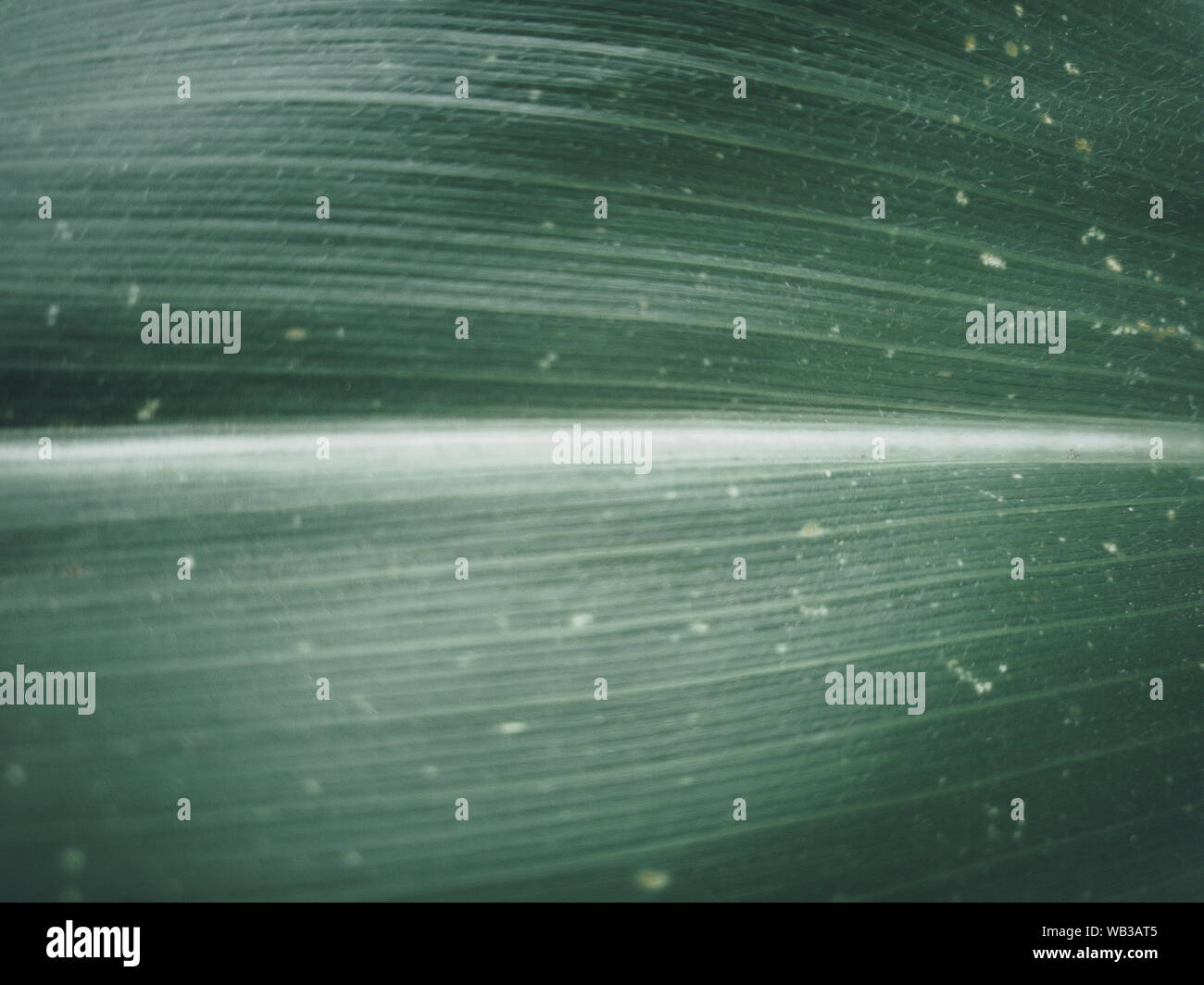 Corn leaf with texture in the sunshine Stock Photo - Alamy