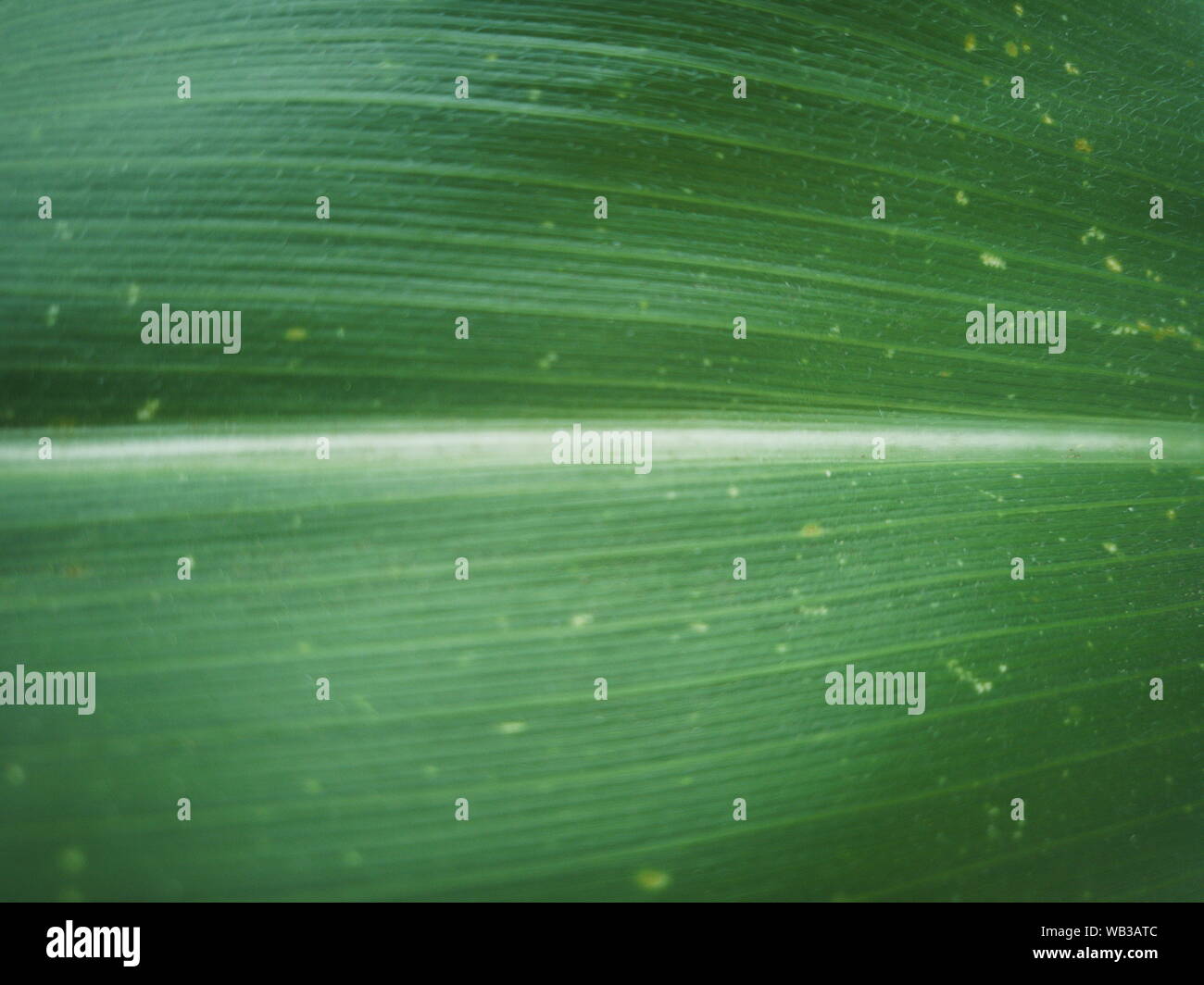 Corn leaf with texture in the sunshine Stock Photo - Alamy