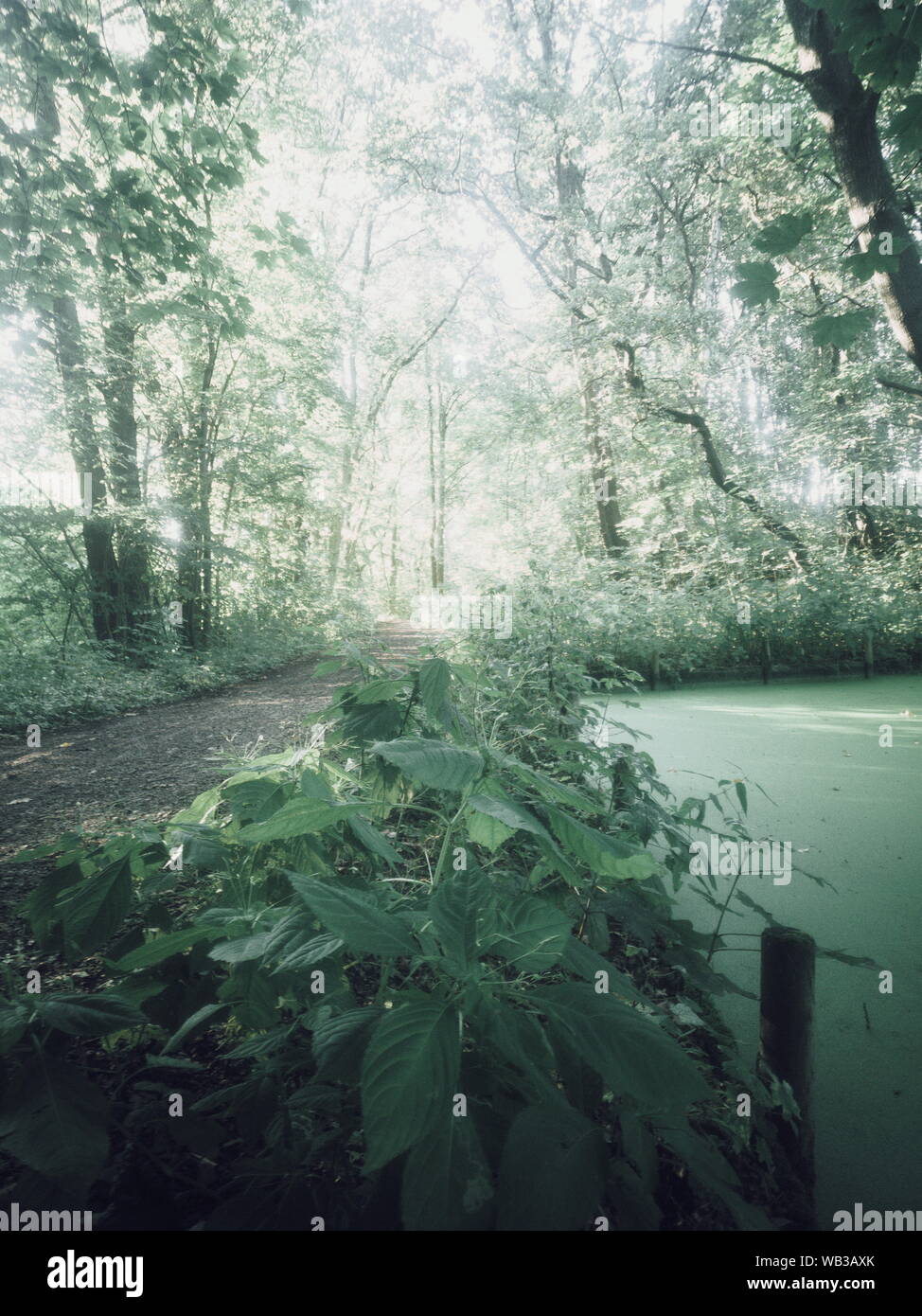 Path and pond in the forest Stock Photo - Alamy