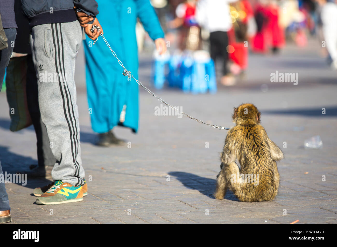 Monkey photographs hi-res stock photography and images - Alamy