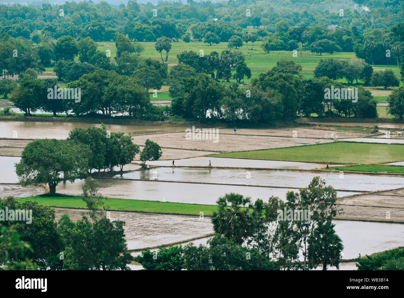 Rice field at the flood season in An Giang, Mekong Delta, Vietnam Stock ...