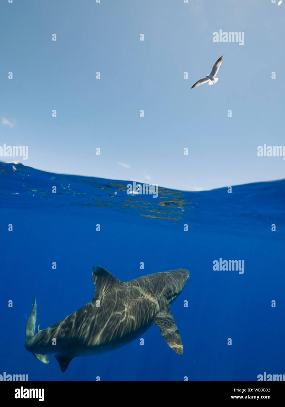 Oceanic Whitetip Shark with Seagull, Cat Island, Bahamas Stock Photo ...