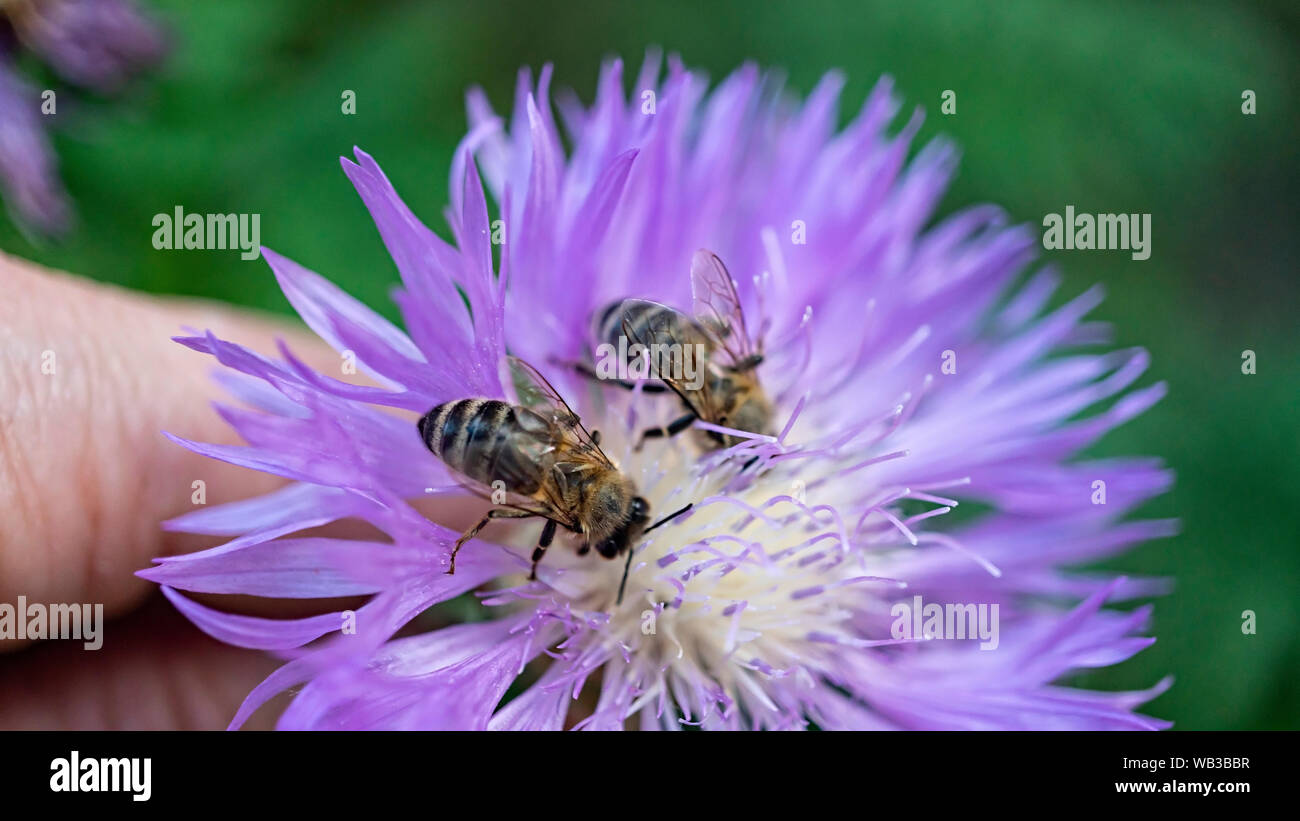 pollinating, honey bees, wildflower garden, bee pollinating, bumble bee ...