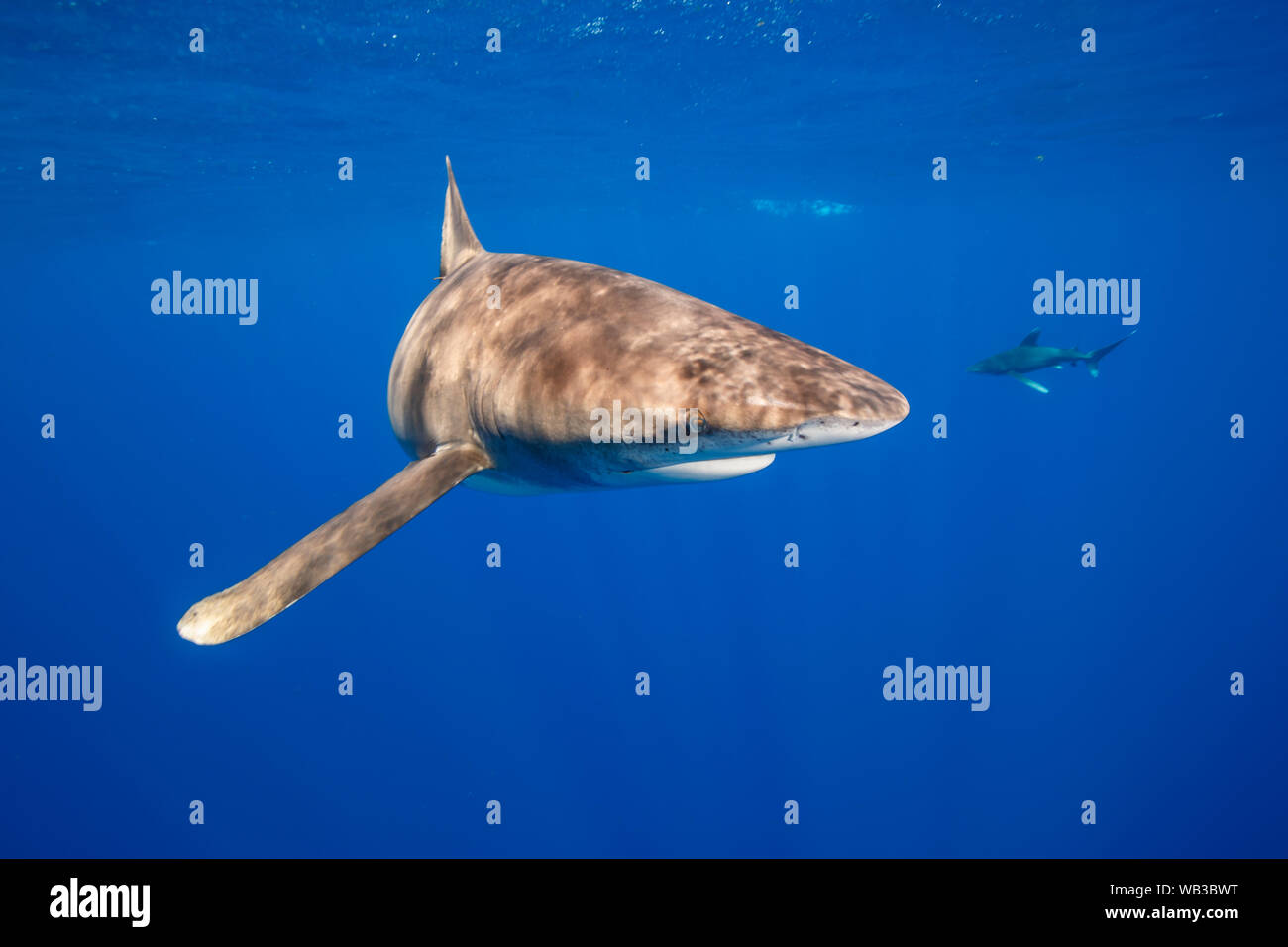 Cat island hi-res stock photography and images - Alamy