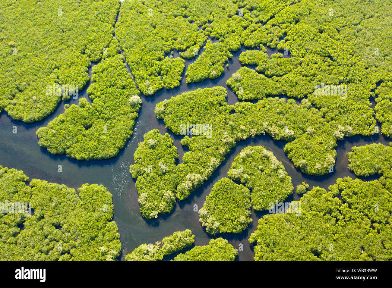 Tropical forest with mangrove trees, the view from the top. Mangroves ...