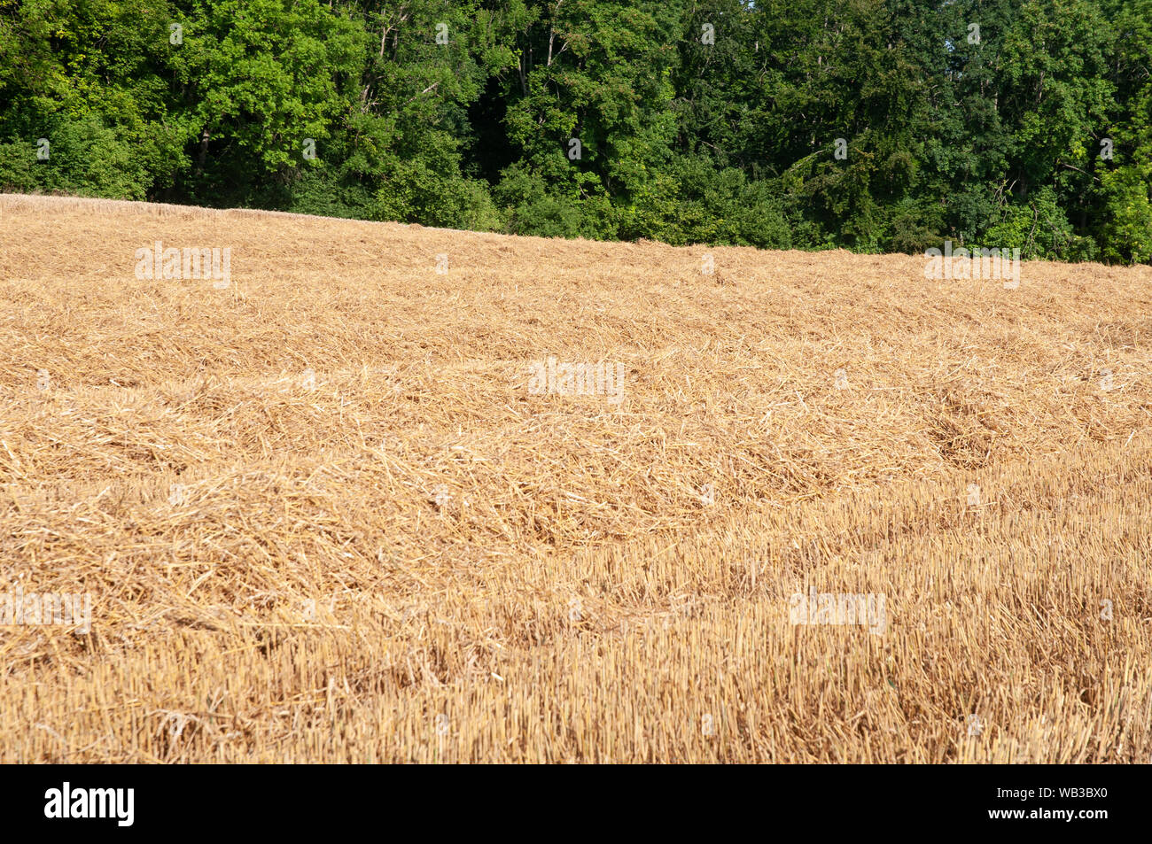 straw lying in rows on harvested wheat field near forest Stock Photo ...