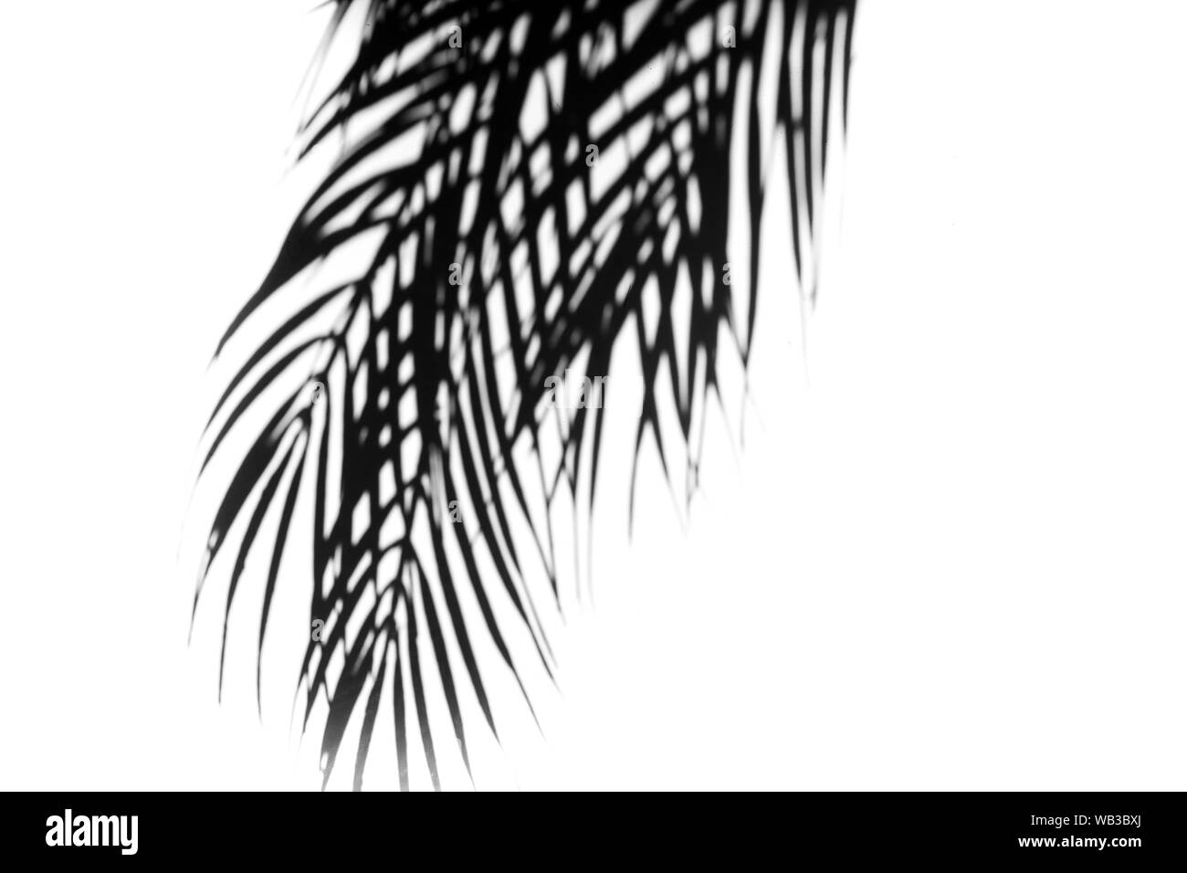 Photo leaves on twig Black and White Stock Photos & Images - Alamy