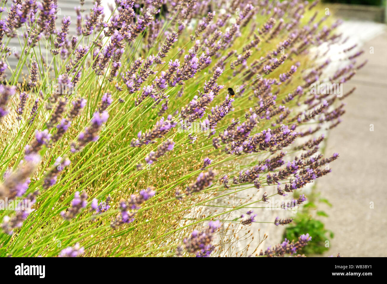 flowering lavender growing in plant pots on garden wall Stock Photo - Alamy