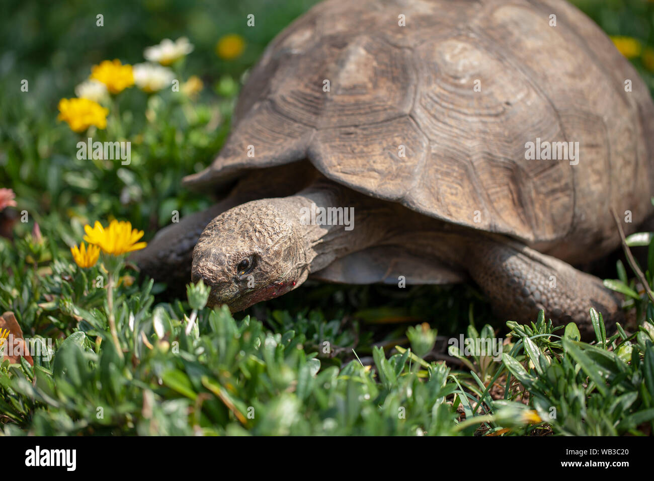 Large tortoise outdoors eating grass Stock Photo - Alamy