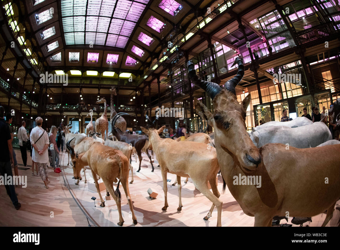 PARIS, FRANCE - August 14, 2019 Museum of Natural History, Grand ...