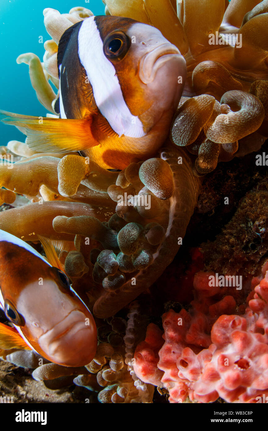 Anemonefish Pair in Anemone Anilao, Philippines Stock Photo - Alamy