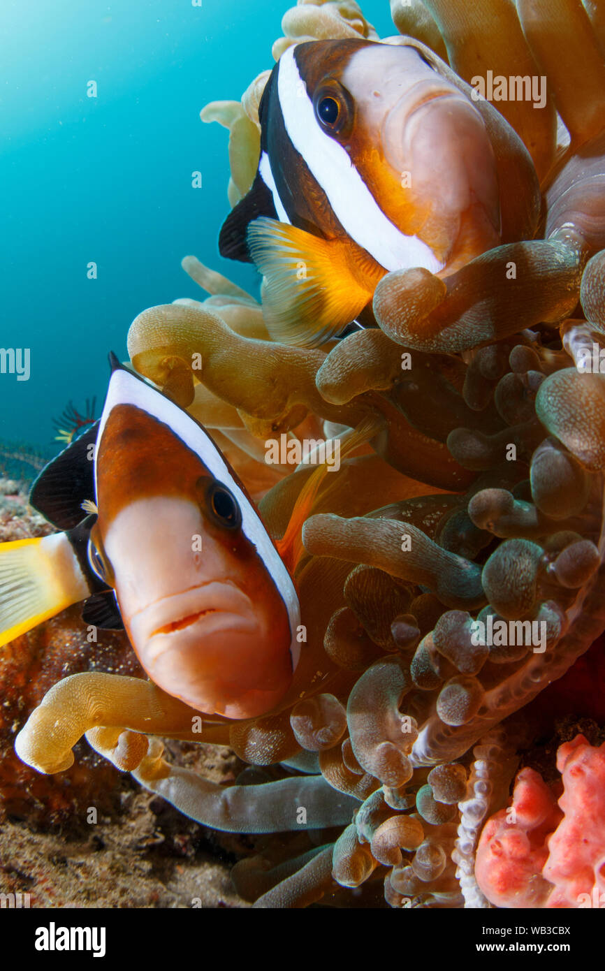 Anemonefish Pair in Anemone Anilao, Philippines Stock Photo - Alamy