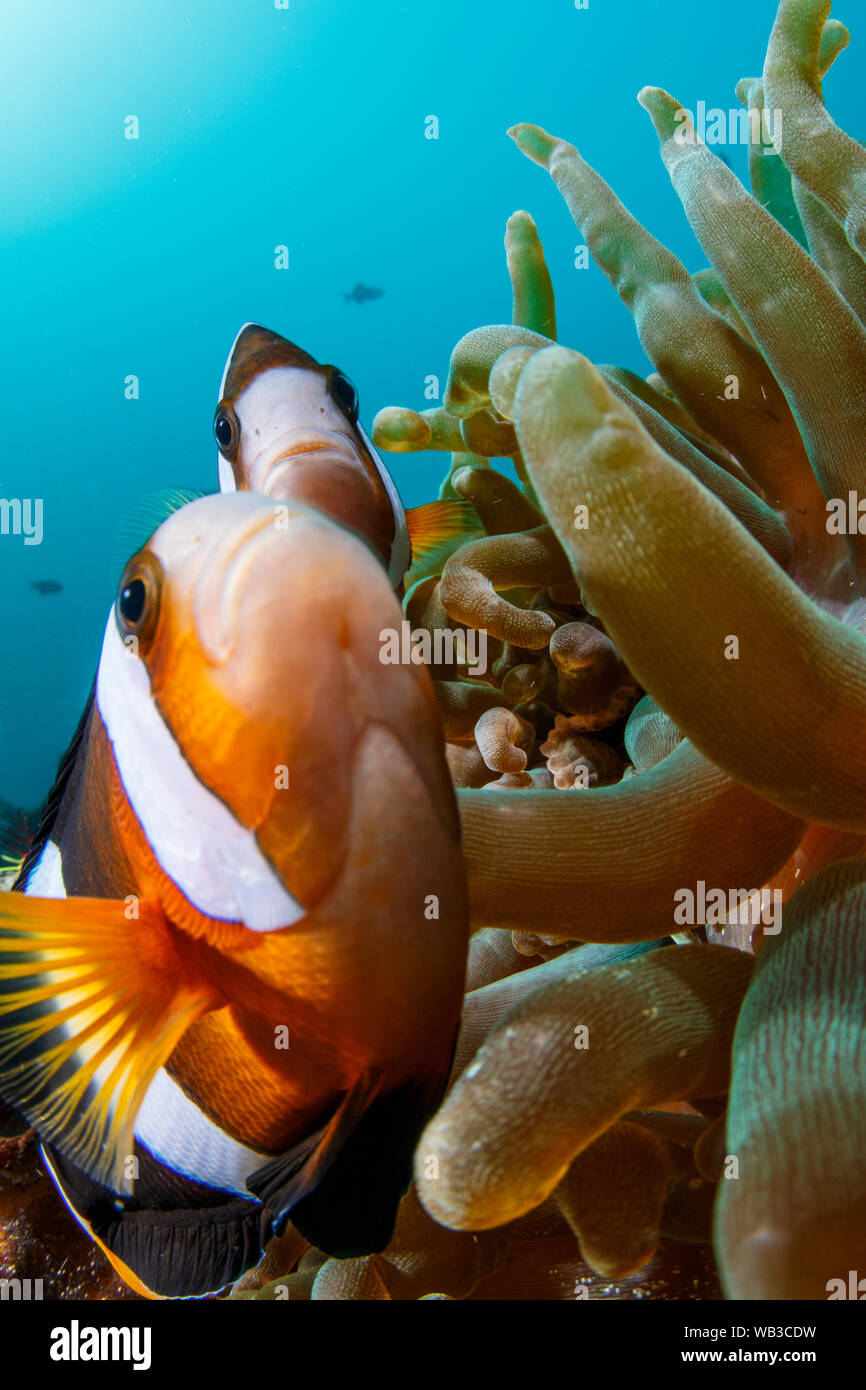 Anemone philippines hi-res stock photography and images - Alamy