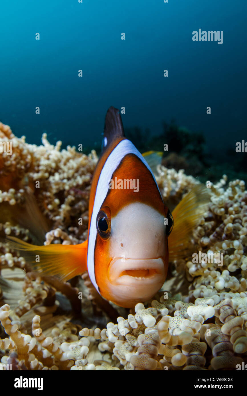 Anemone philippines hi-res stock photography and images - Alamy