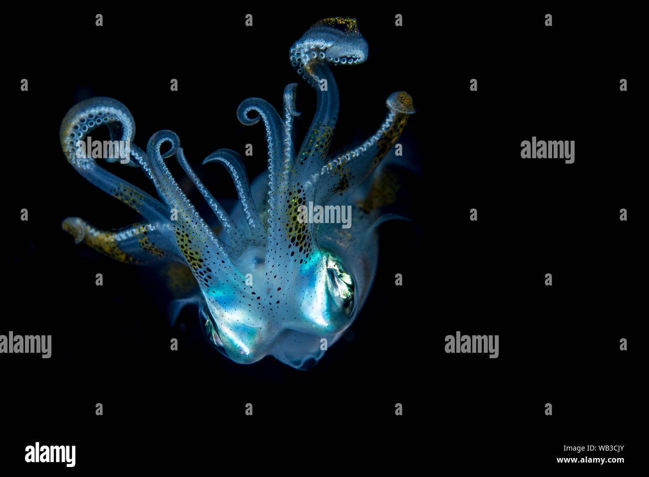 Squid at Night, Anilao Philippines Stock Photo - Alamy