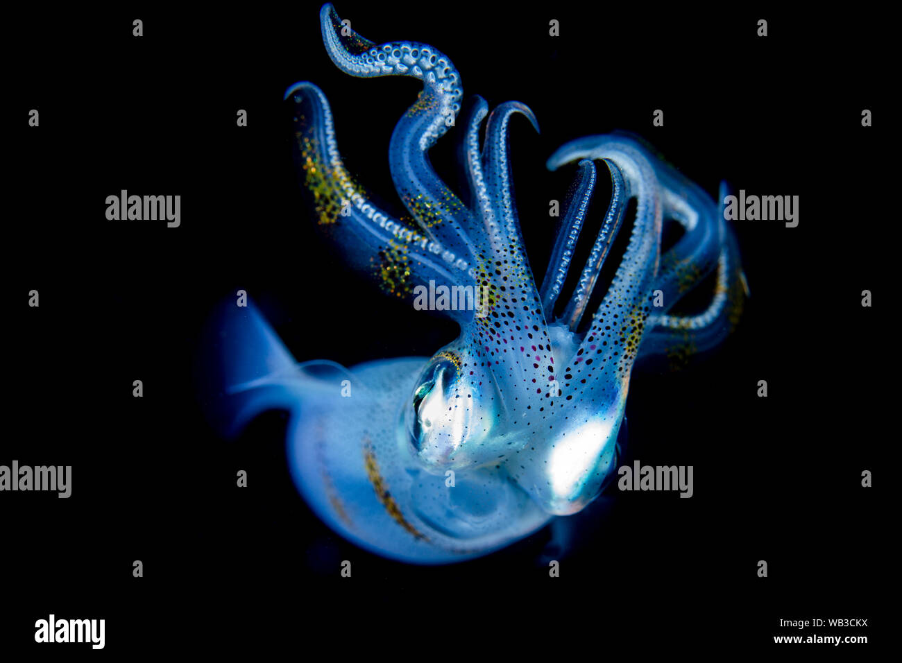 Philippines underwater hi-res stock photography and images - Alamy