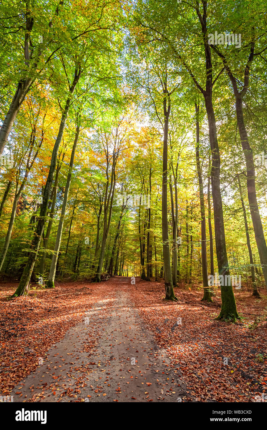 Green and gold path in the forest with sun beam Stock Photo - Alamy